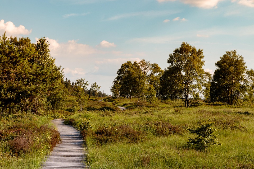Venn Hautes Fagnes La Belgique - Photo gratuite sur Pixabay - Pixabay