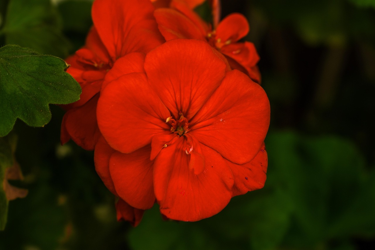 Flower Jeranio Nature - Free photo on Pixabay - Pixabay