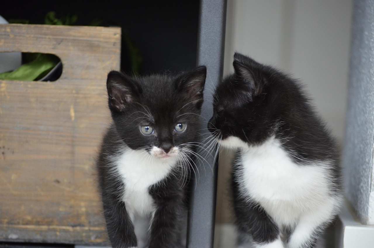 Gemelos Gato Gatito Animal - Foto gratis en Pixabay - Pixabay