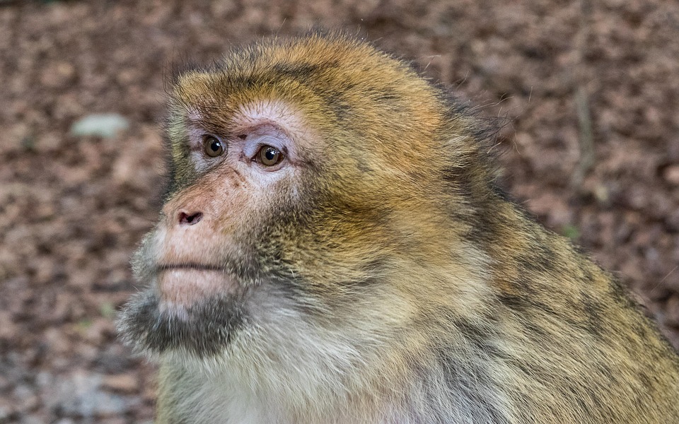 Macaque De Barbarie Singe Primate - Photo gratuite sur Pixabay - Pixabay