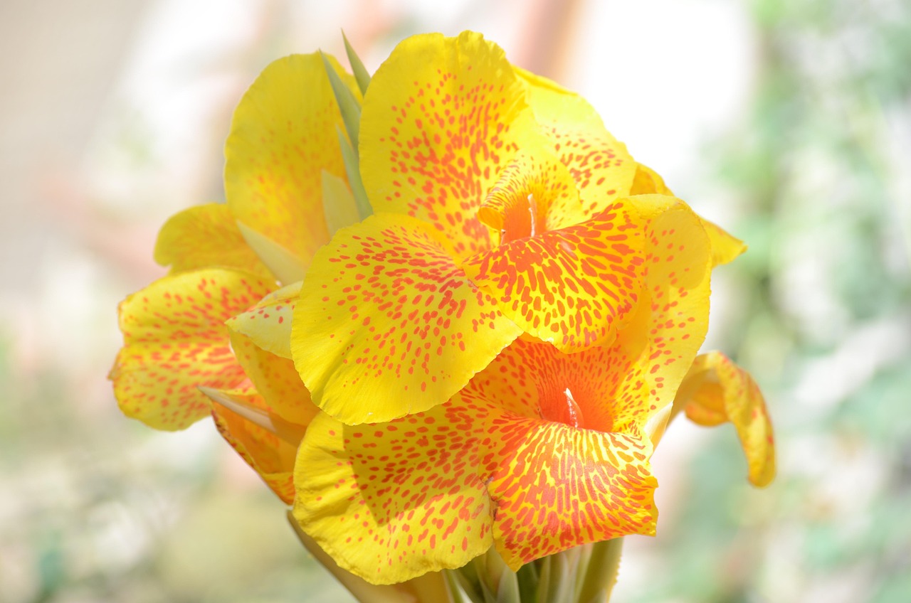 Bunga Kuning Alam Musim - Foto gratis di Pixabay - Pixabay