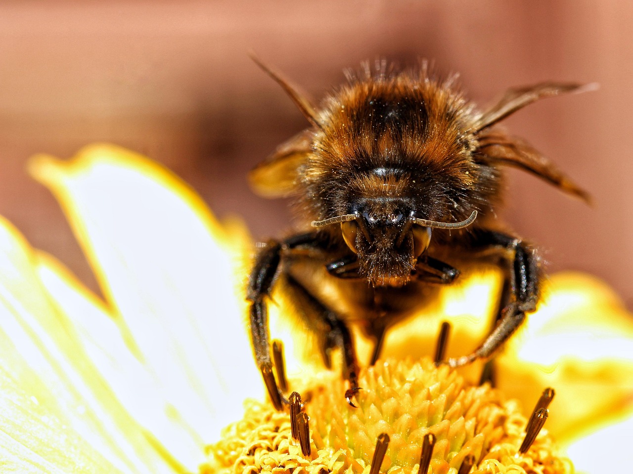 Insecte Bourdon