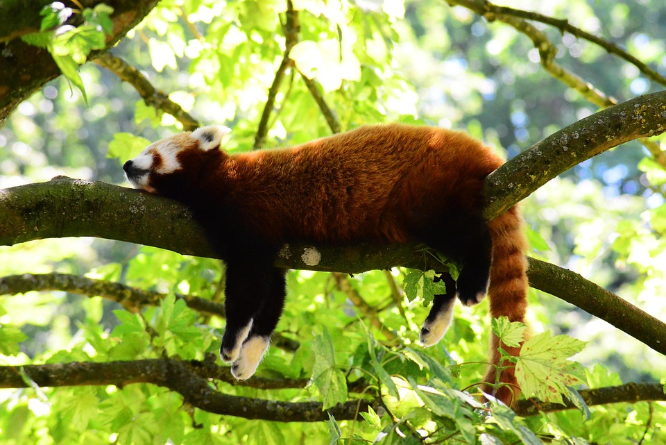 Red Panda Sleeping On Branch China - Free photo on Pixabay
