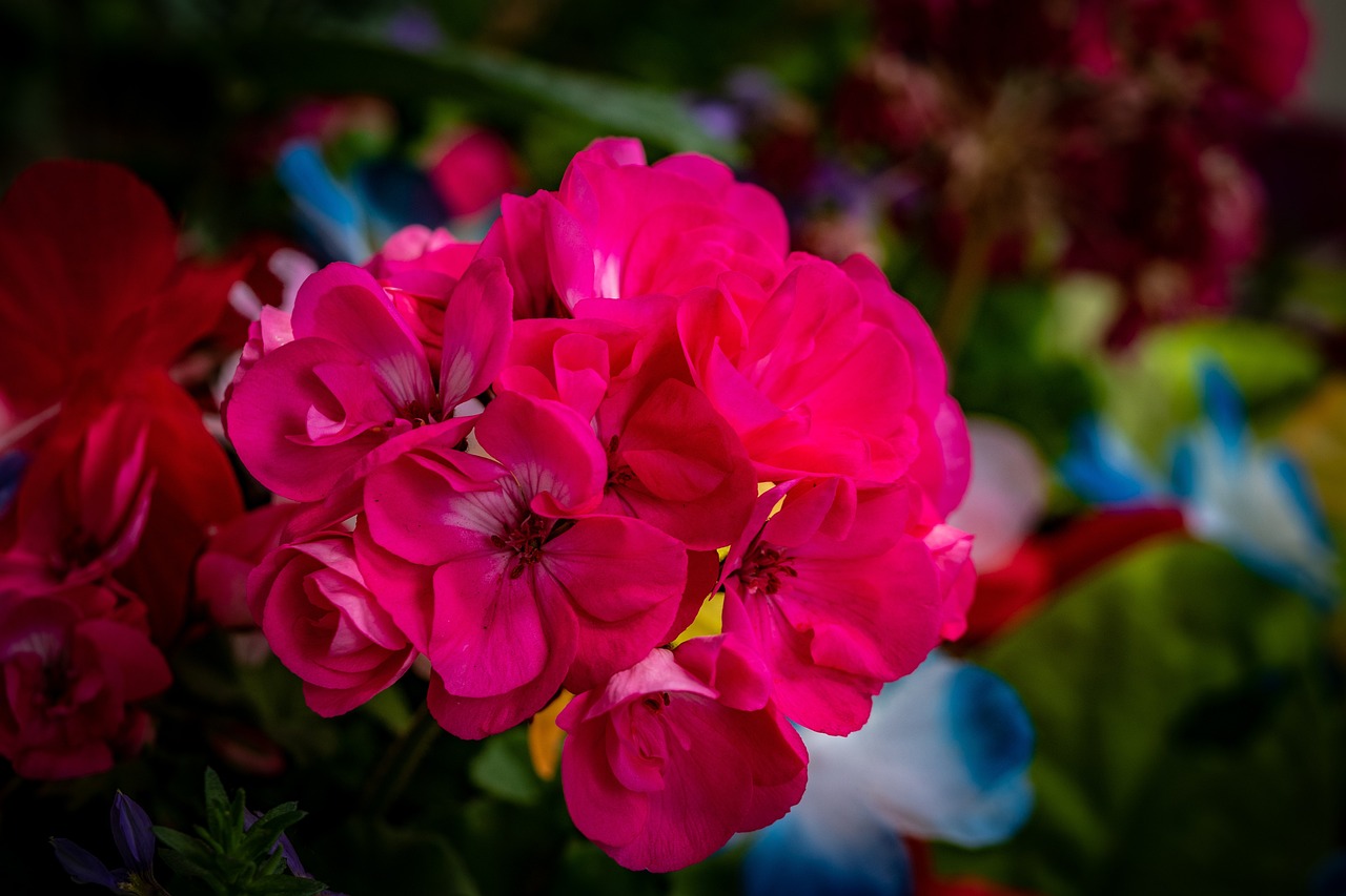Geranium Calliope Flower Free Photo On Pixabay Geranium Calliope Flower Free Photo On Pixabay