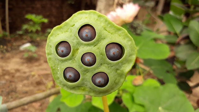 Lotus Seed Macro Close Up - Free photo on Pixabay - Pixabay