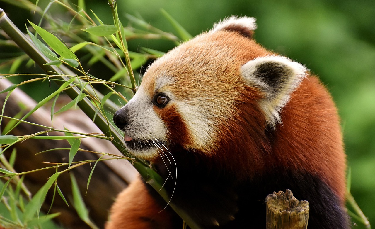 8 000 Free Skull Panda Panda Images Pixabay 8 000 Free Skull Panda Panda Images Pixabay