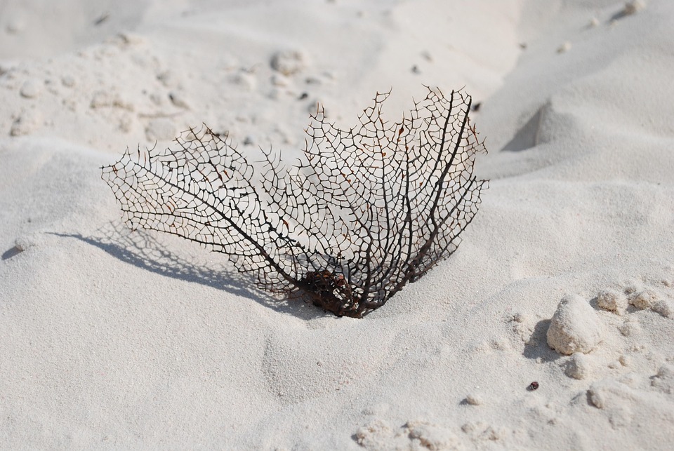 Sea Fan Beach Ocean - Free photo on Pixabay - Pixabay