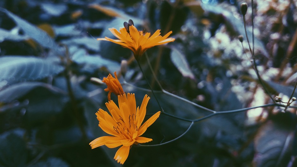 Flowers Plants Grass - Free photo on Pixabay