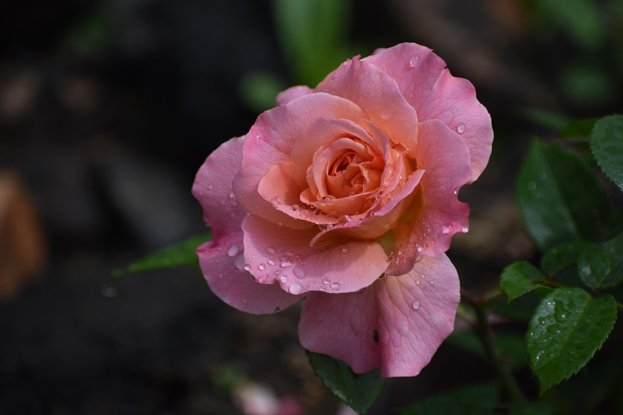 Rose Flor Gotas - Foto gratis en Pixabay - Pixabay