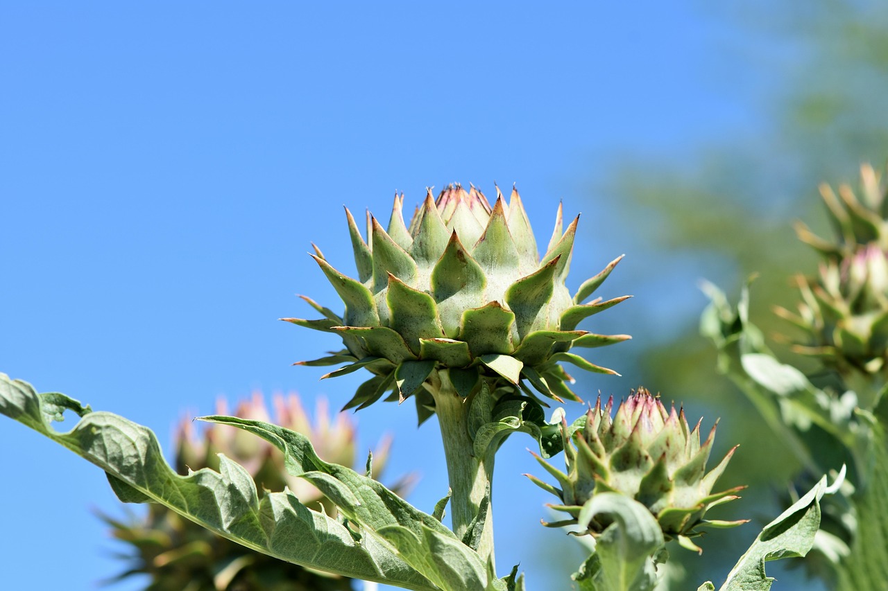 Anghinare Legume Înflorite - Fotografie gratuită pe Pixabay