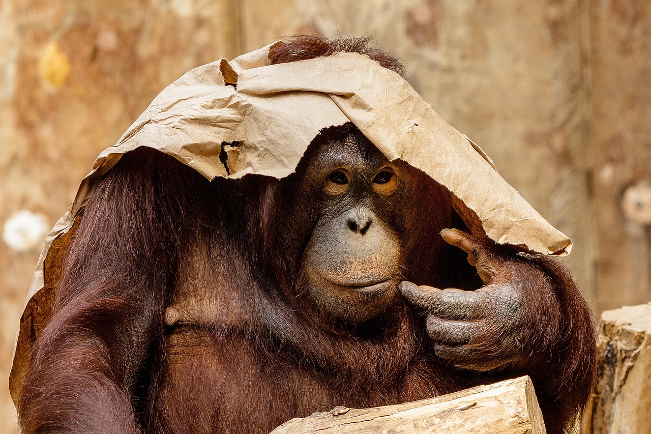 Plus de 40 000 photos gratuites de Orang Outan et de Orang-Outan - Pixabay