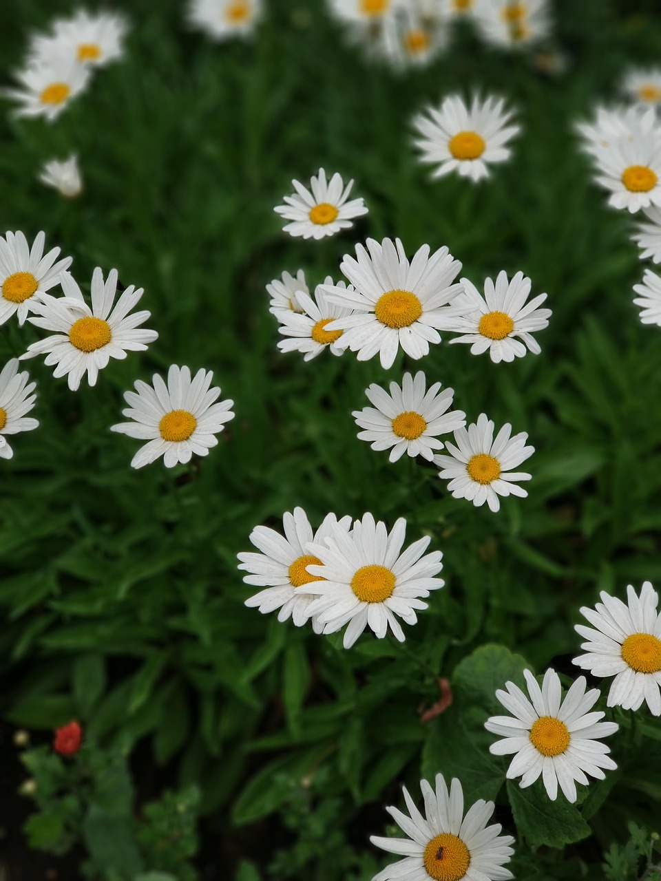 Bunga Aster Rumput - Foto gratis di Pixabay - Pixabay