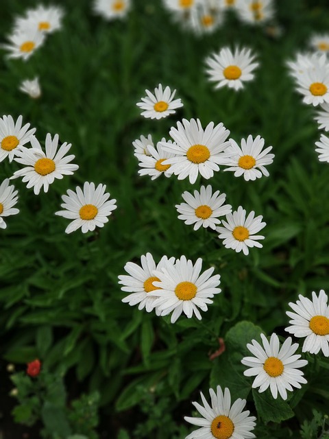 Bunga Aster Rumput - Foto gratis di Pixabay - Pixabay