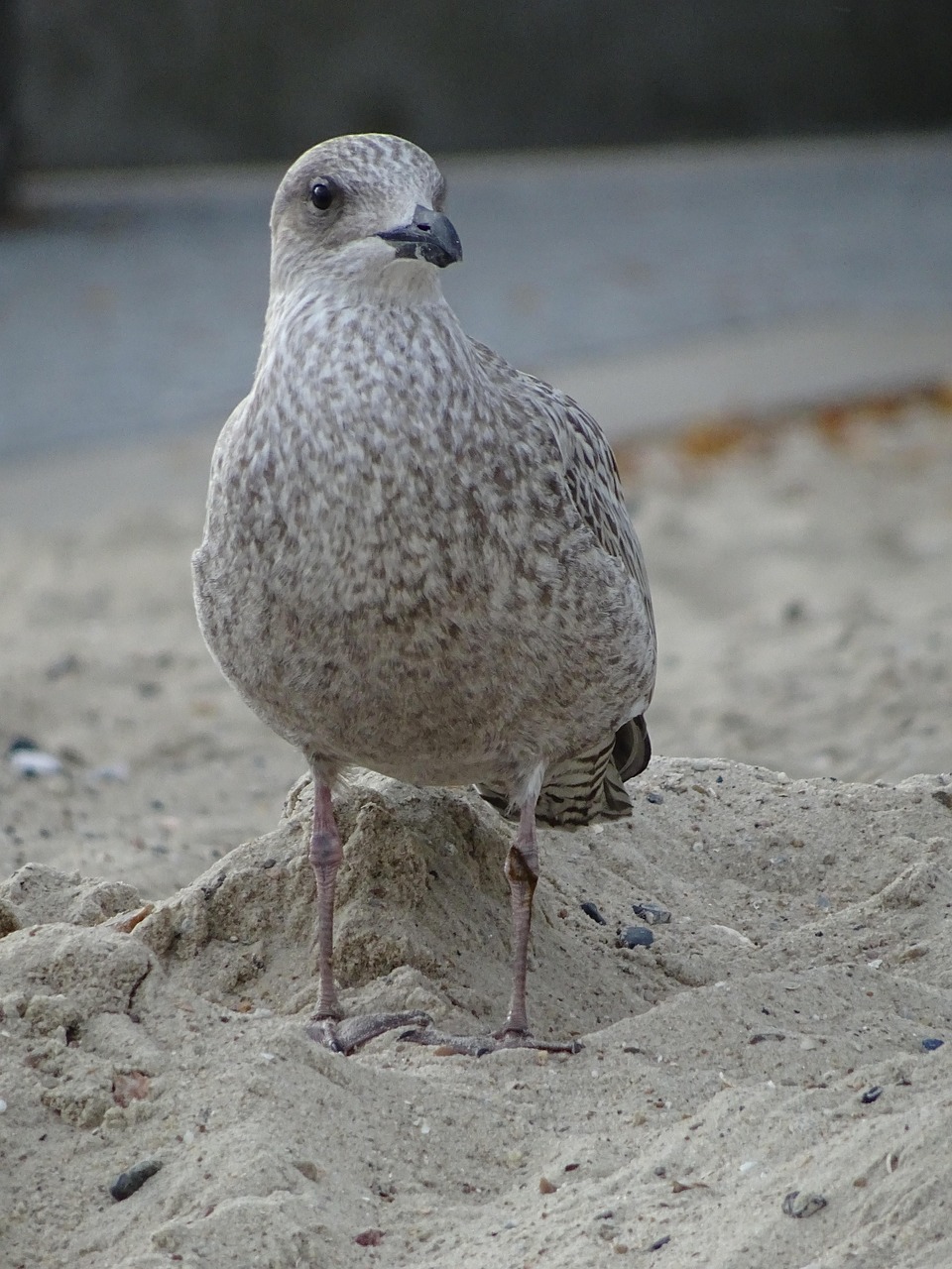Gull Beach North Sea - Free photo on Pixabay - Pixabay