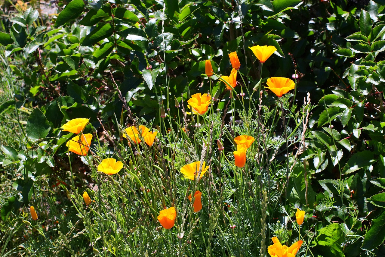 Flores Amarillo Naturaleza - Foto gratis en Pixabay - Pixabay
