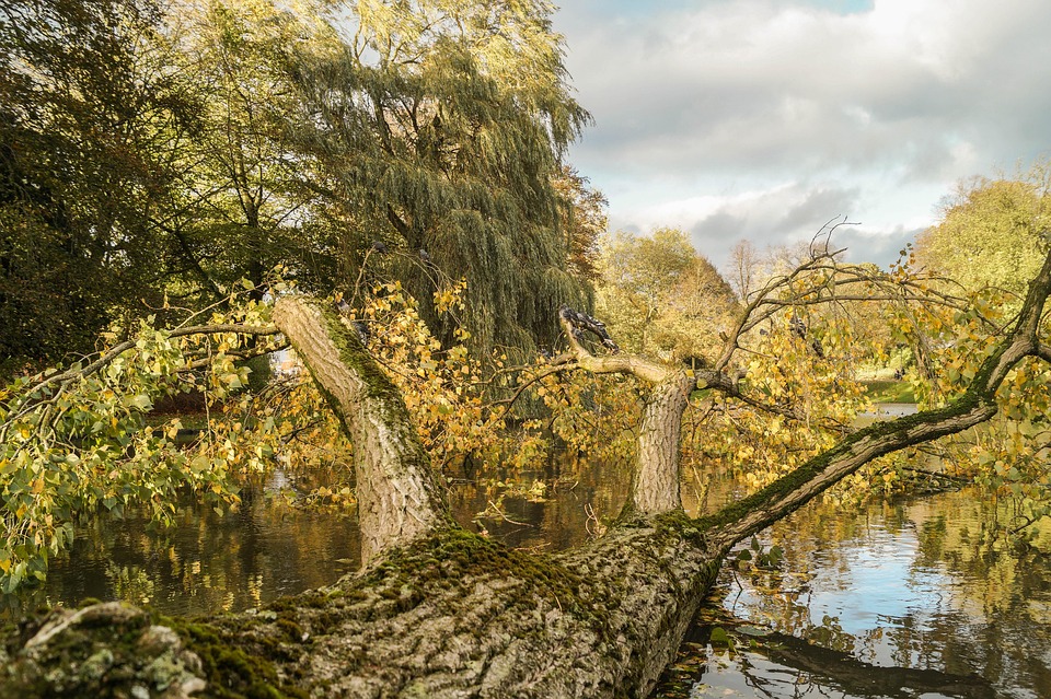 Baum Stamm Natur - Kostenloses Foto auf Pixabay - Pixabay