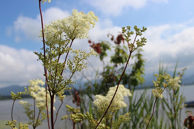 Rumput Bunga Alam - Foto gratis di Pixabay - Pixabay