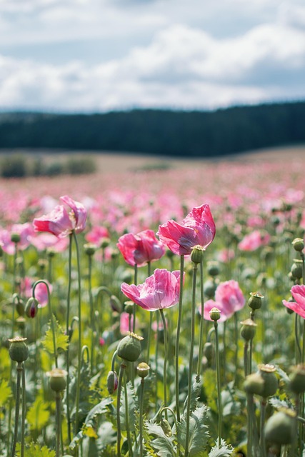 Opium Bidang Musim Panas - Foto gratis di Pixabay - Pixabay