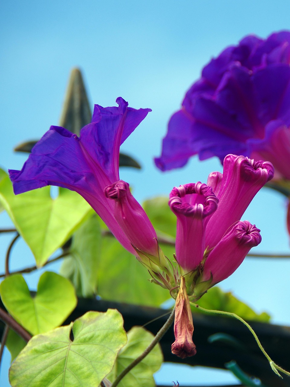 Volubilis Azul Ipomeo Ipomoea - Foto gratis en Pixabay - Pixabay