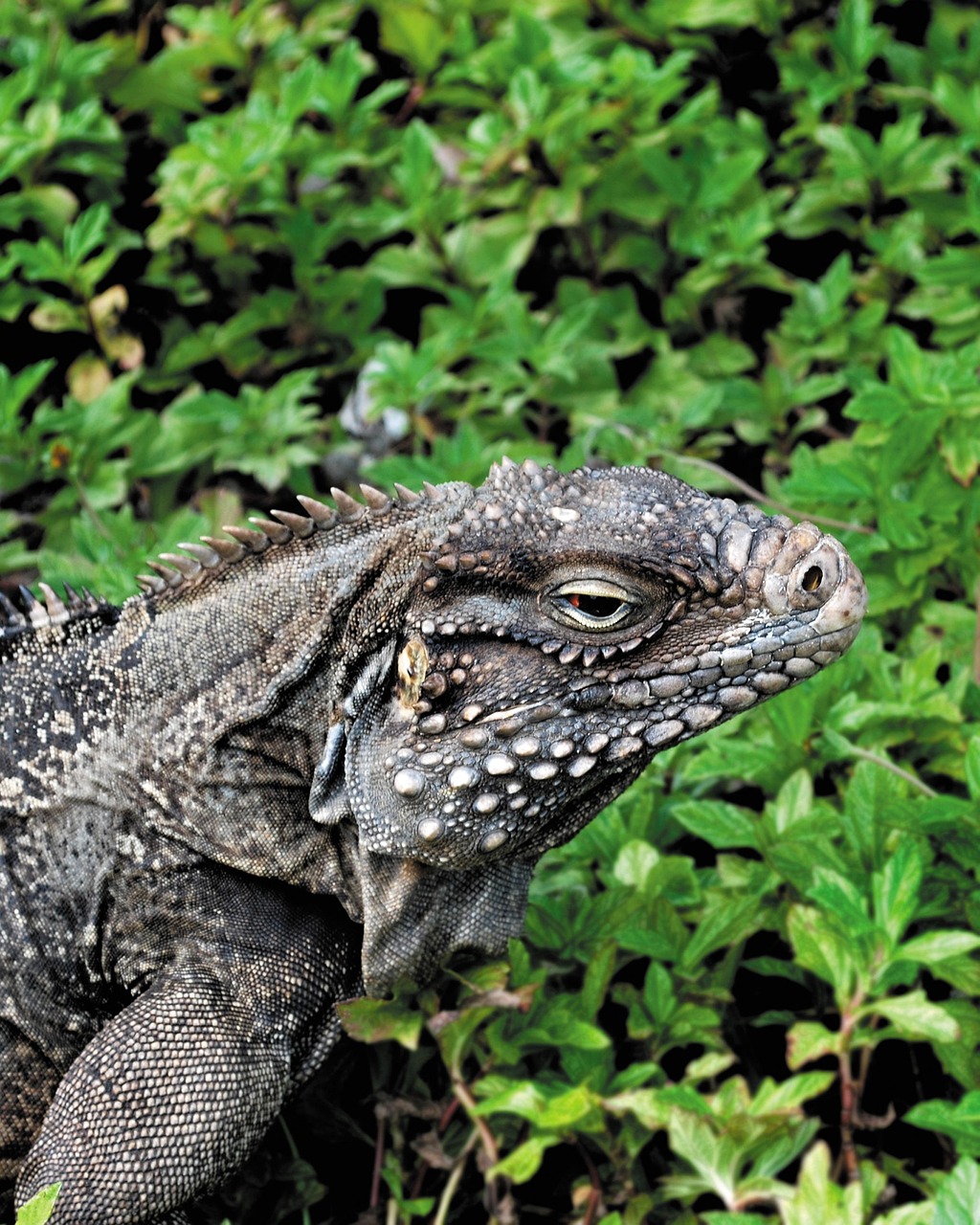 Iguana Lizard Dragon - Free photo on Pixabay - Pixabay