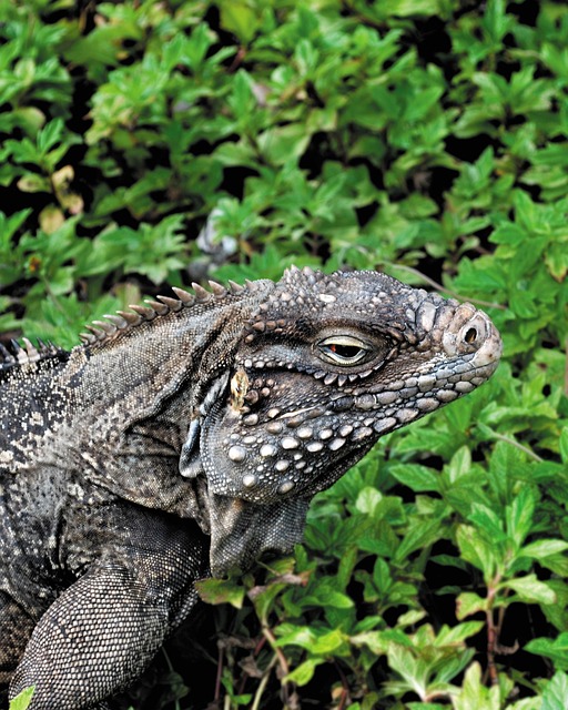 Iguana Lizard Dragon - Free photo on Pixabay - Pixabay