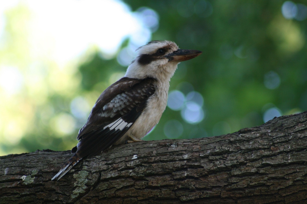 200+ Free Kookaburra & Nature Images - Pixabay