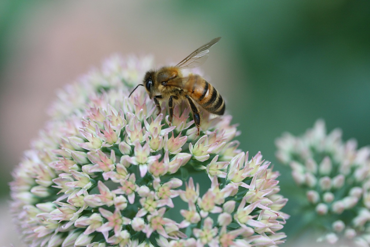 Florecer Abeja Forraje - Foto gratis en Pixabay - Pixabay