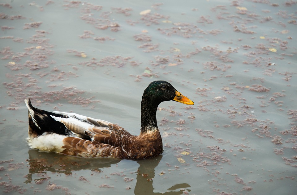 Banya Tian Duck River - Free photo on Pixabay