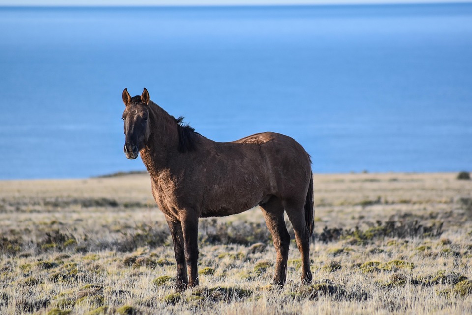 Cheval Mer Sauvage La - Photo gratuite sur Pixabay - Pixabay