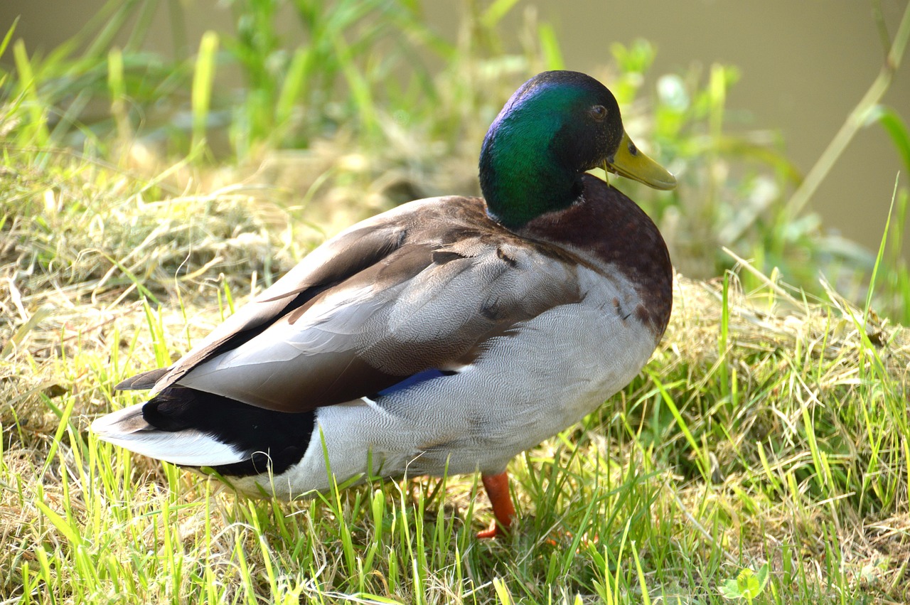 Animal Pato Selvagem - Foto gratuita no Pixabay - Pixabay