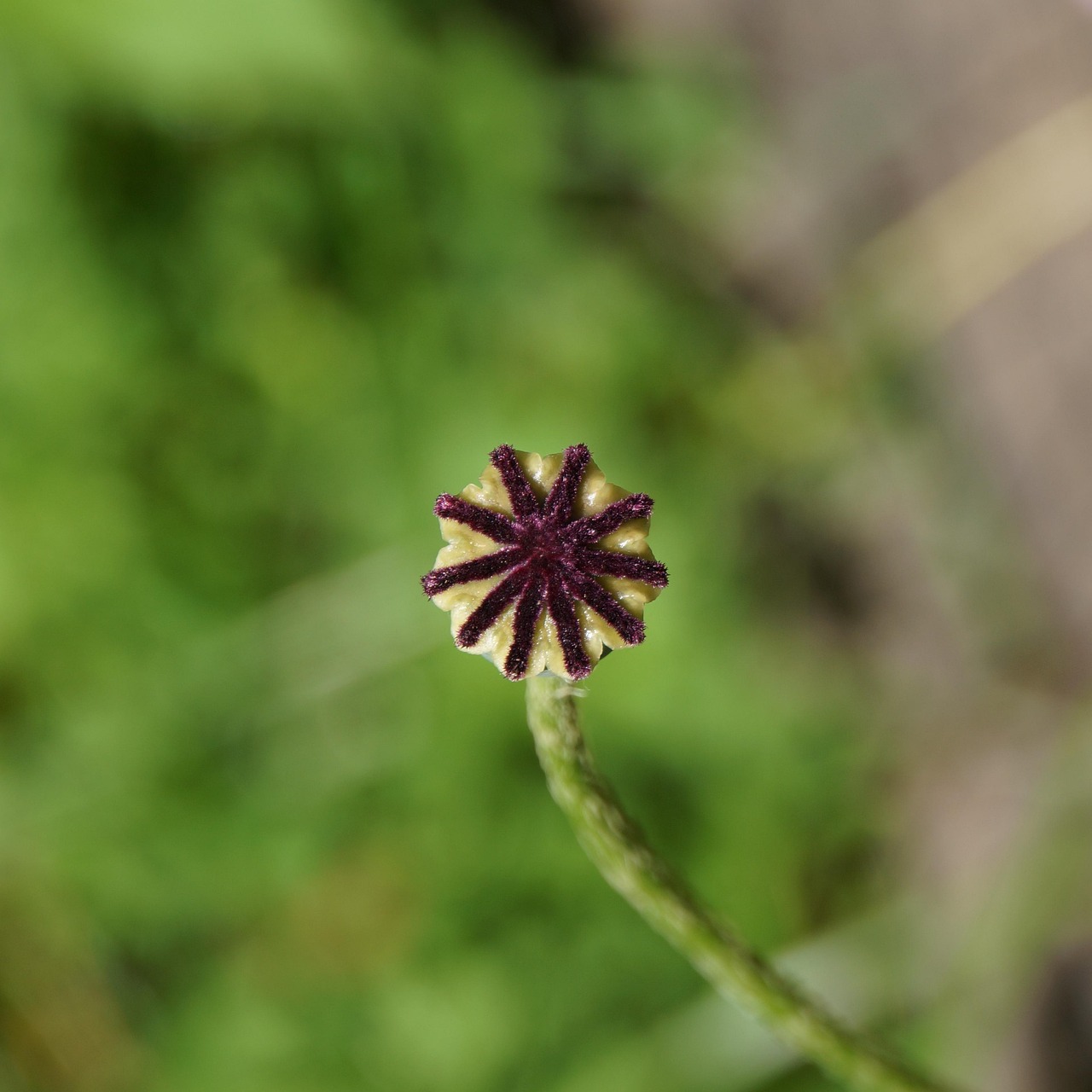 Poppy Seeded Poppy-Capsules - Free photo on Pixabay - Pixabay