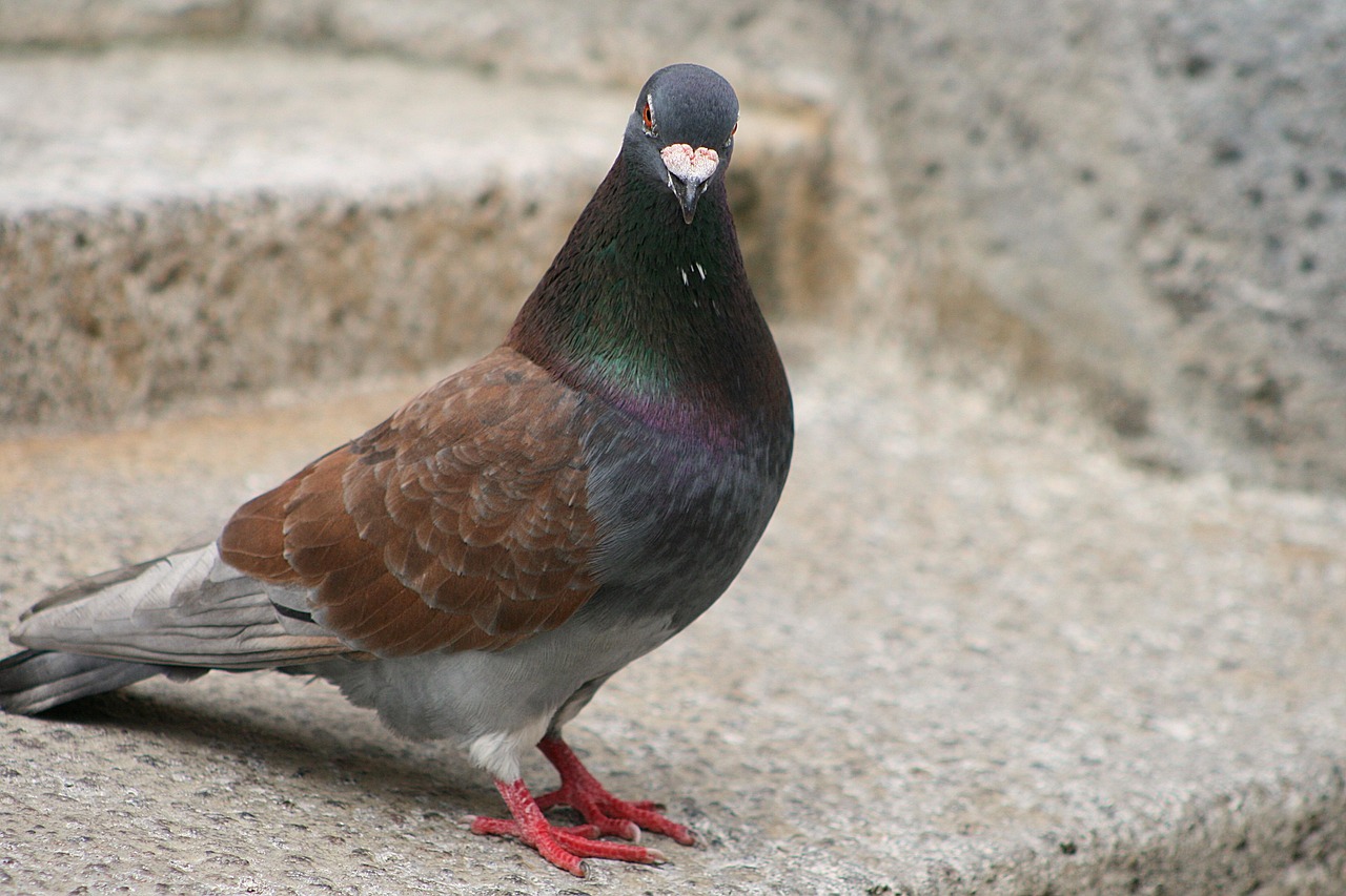 Paloma Pájaro Aves De - Foto gratis en Pixabay - Pixabay
