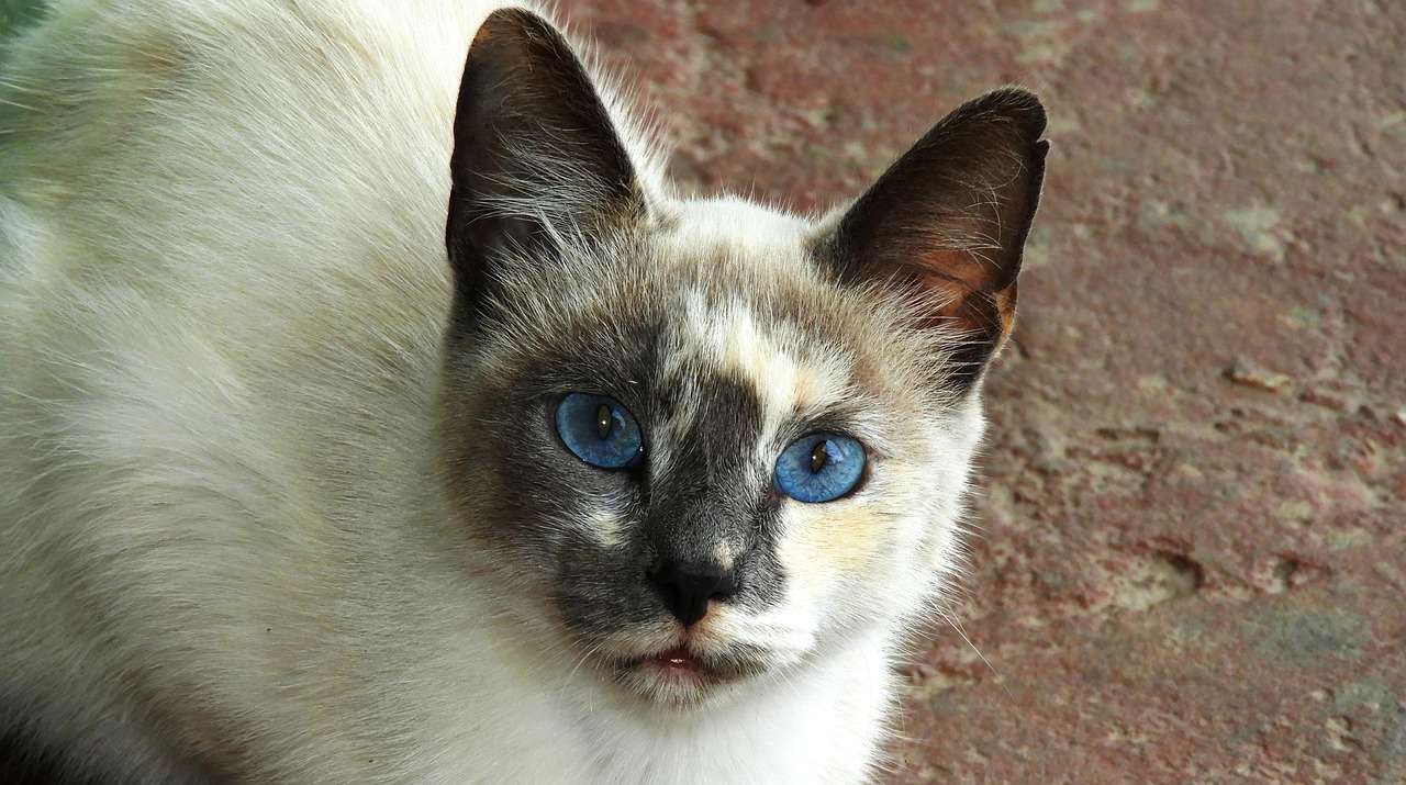 Animal Gato Domestico - Foto gratis en Pixabay