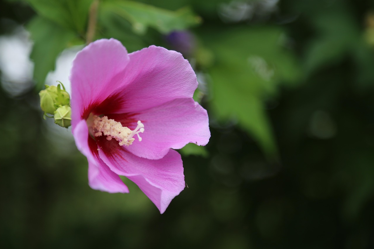 Rose Of Sharon Flower Korean - Free photo on Pixabay