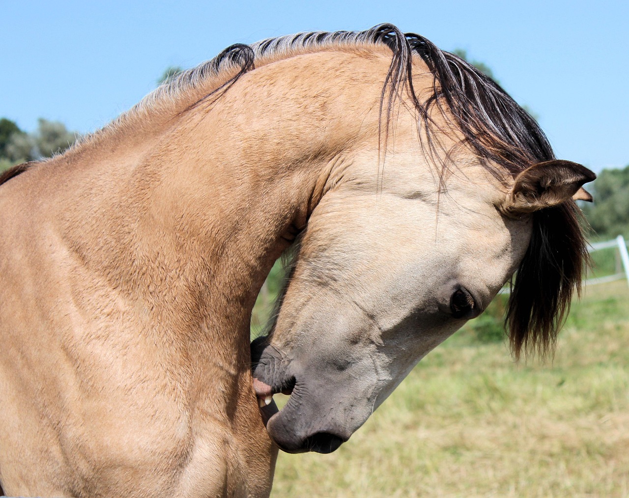 3,000+ Free Mare Foal & Foal Images - Pixabay