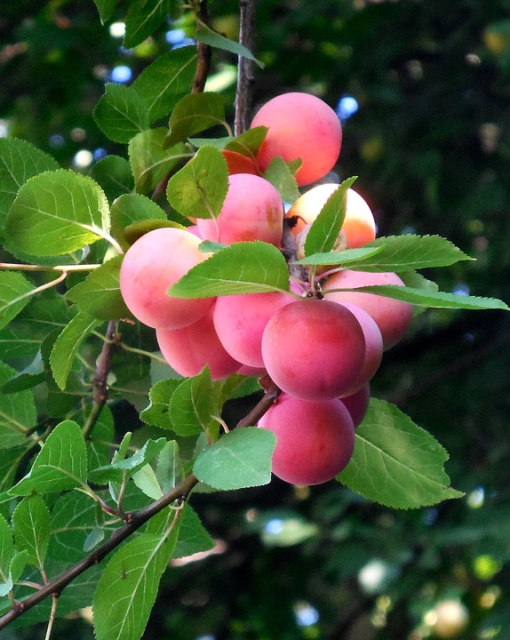 Mirabelle Fruit Tree - Free photo on Pixabay - Pixabay