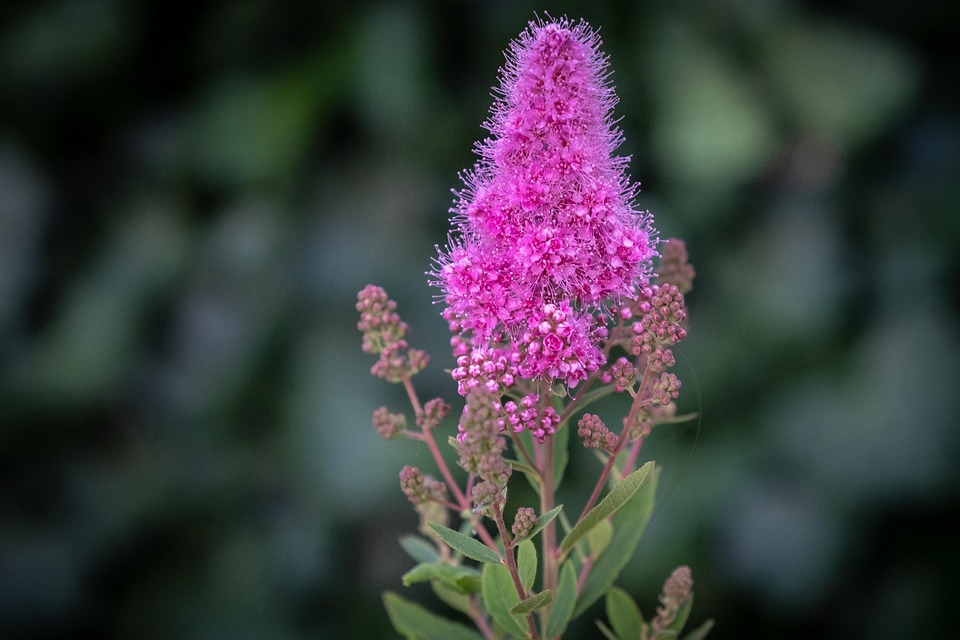 Fleurs Bourgeon Plante - Photo gratuite sur Pixabay - Pixabay