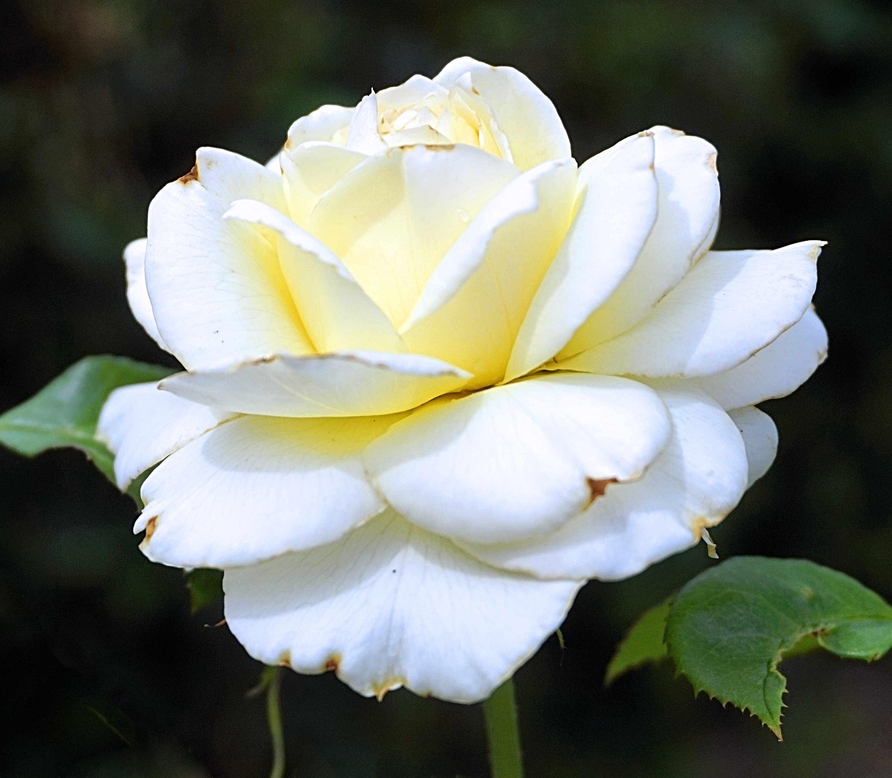 Rose Blossom Bloom - Free photo on Pixabay