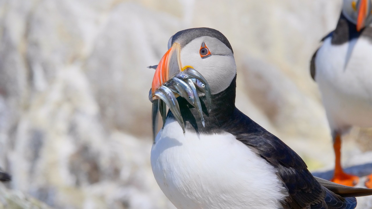 300+ Free Puffins & Nature Images - Pixabay