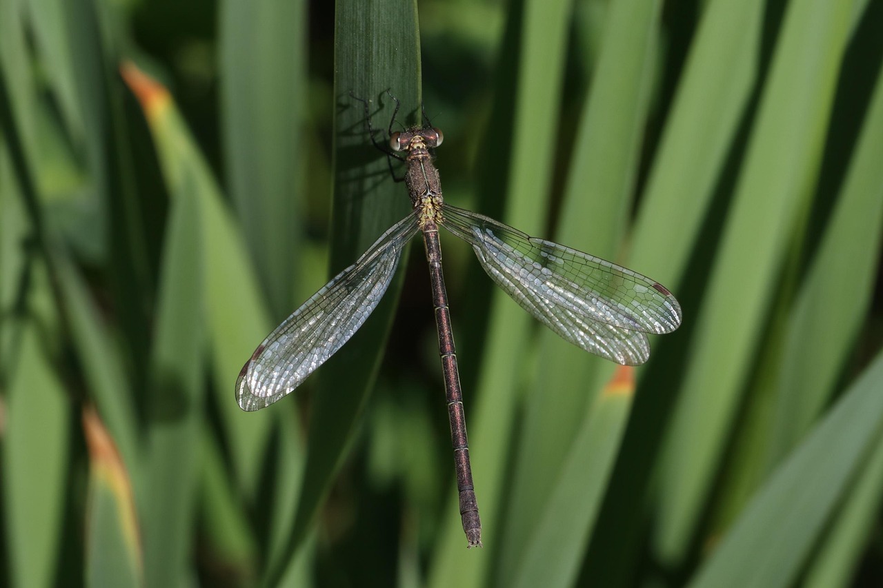 20+ Free Gray Dragonfly & Dragonfly Photos - Pixabay