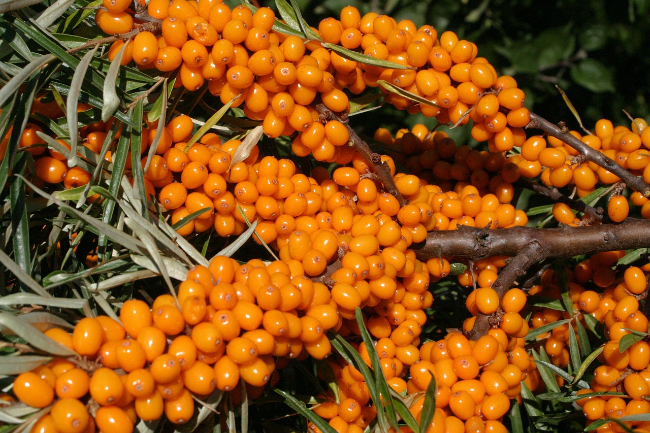 100,000+ Free Sea Buckthorn & Sea Images - Pixabay
