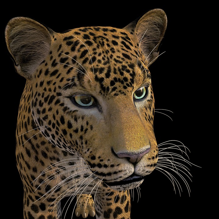 Leopard Raubkatze Großkatze - Kostenloses Bild auf Pixabay - Pixabay