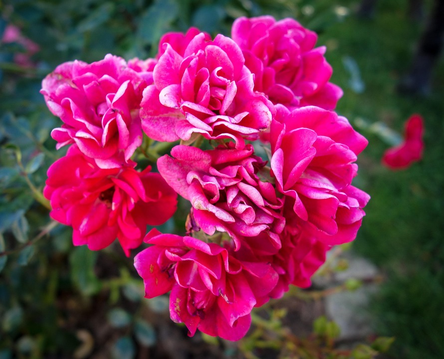 Blumen Blüten Rot - Kostenloses Foto auf Pixabay - Pixabay