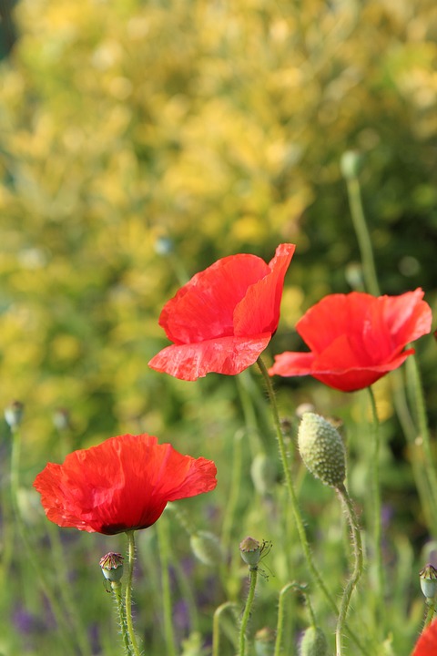 Mohnblumen Rote Blumen Blüte - Kostenloses Foto auf Pixabay - Pixabay