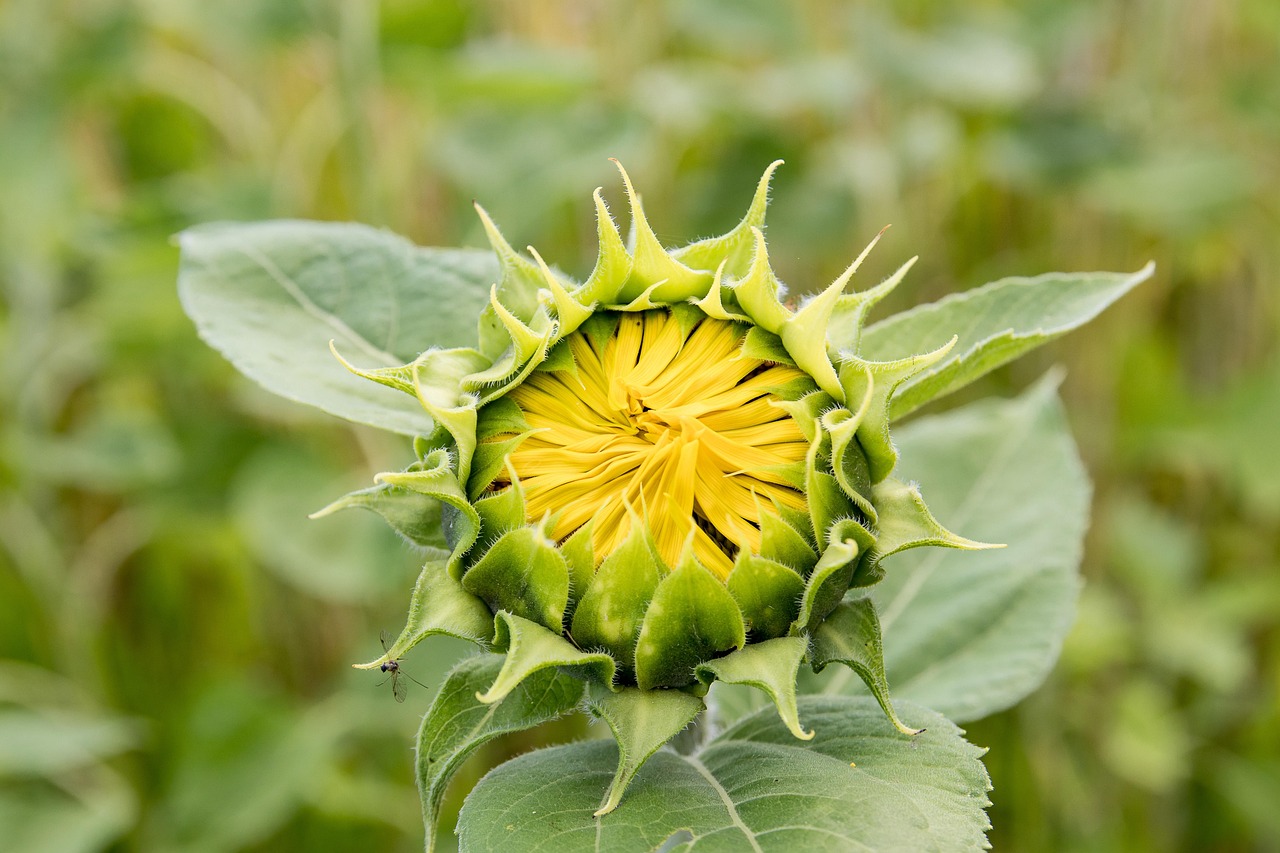 Girasole Germoglio Estate Fiore - Foto gratis su Pixabay