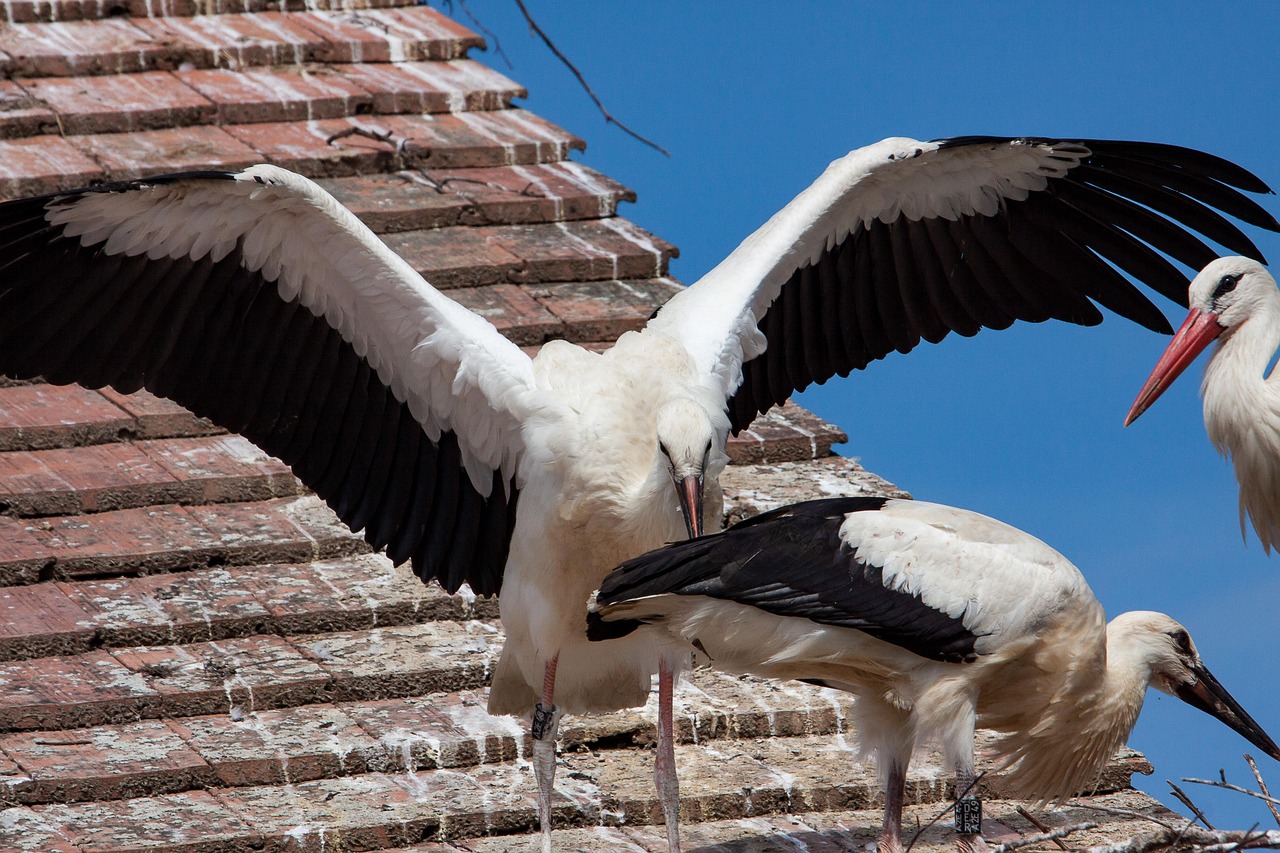 Cigogne Cigognes Oiseau - Photo gratuite sur Pixabay - Pixabay