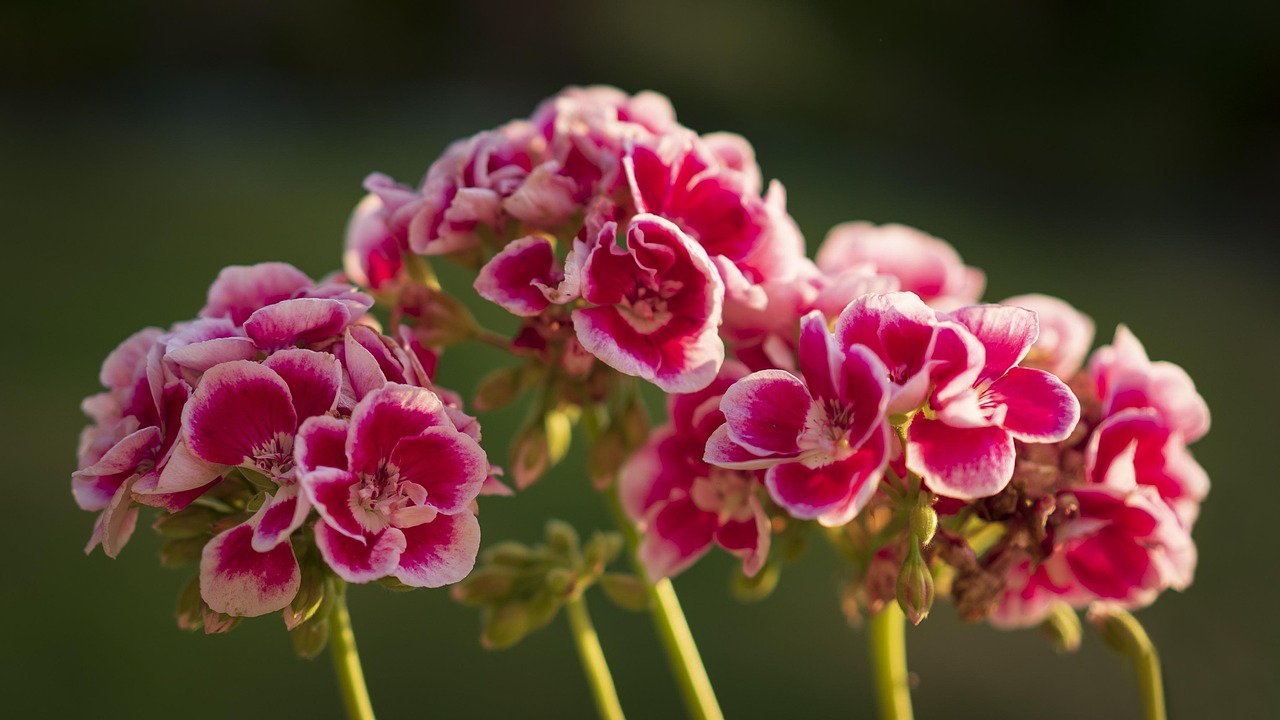 Bunga-Bunga Musim Panas Bloom - Foto gratis di Pixabay - Pixabay