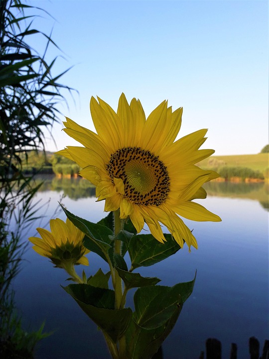 Sunflower Flower Lake - Ingyenes fotó a Pixabay-en - Pixabay