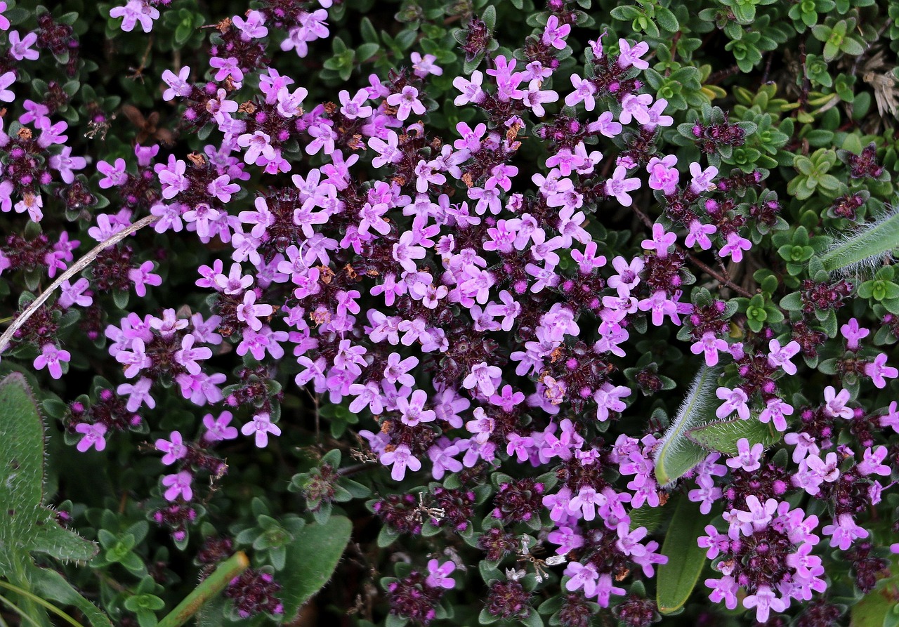 Serpollet De Druce Fleurs - Photo gratuite sur Pixabay - Pixabay