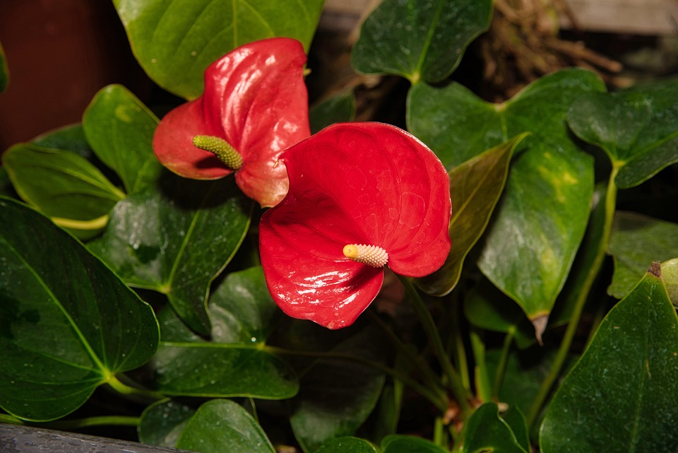 Pflanze Blume Natur · Kostenloses Foto auf Pixabay